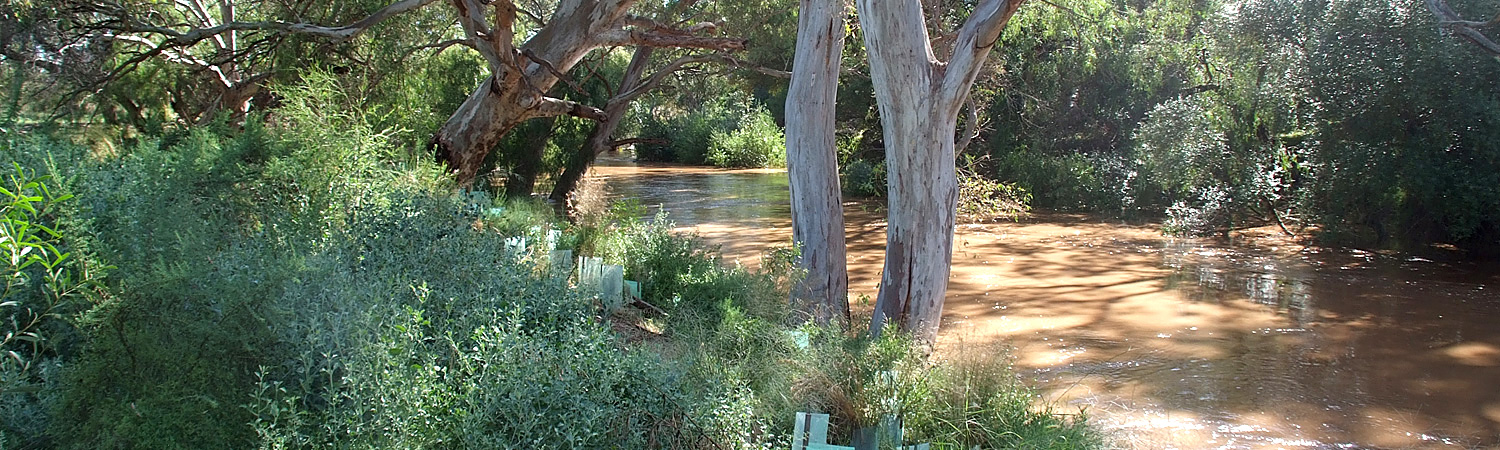 Search Results » The Food Forest